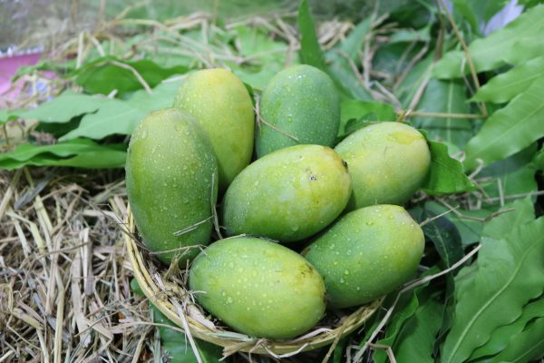 Sahaja Aharam - Mango-Dasheri